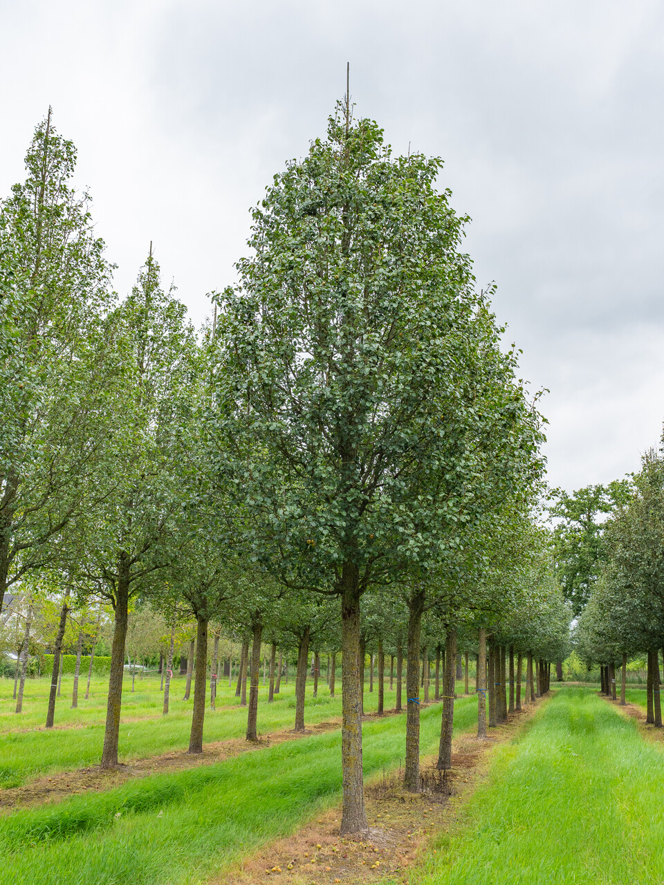 Pyrus communis 'Noordhollandse Suikerpeer' | Suikerpeer (cv) - Van den Berk Boomkwekerijen